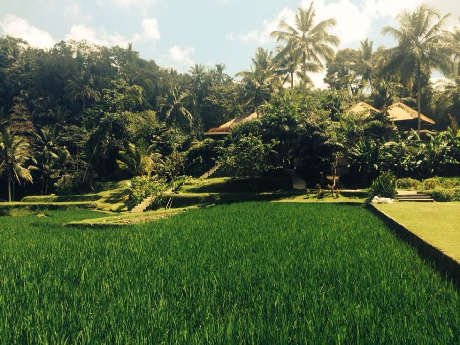 Luxe, calme et volupté, Invitation au voyage au Four Seasons Bali Sayan